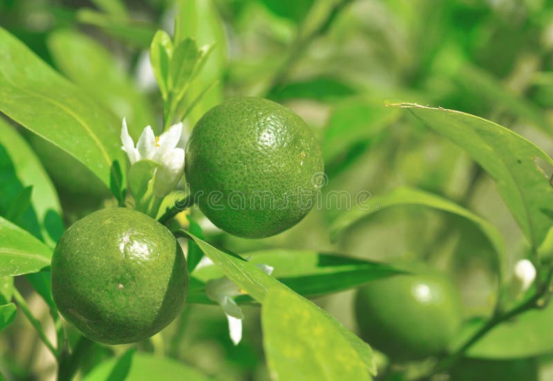 Green mandarin immaturity stock image. Image of farm - 67885685