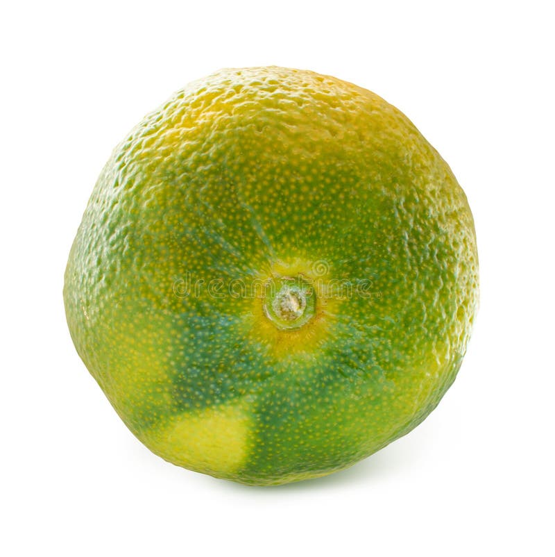 Green Mandarin Isolated on White Background Stock Image - Image of ...