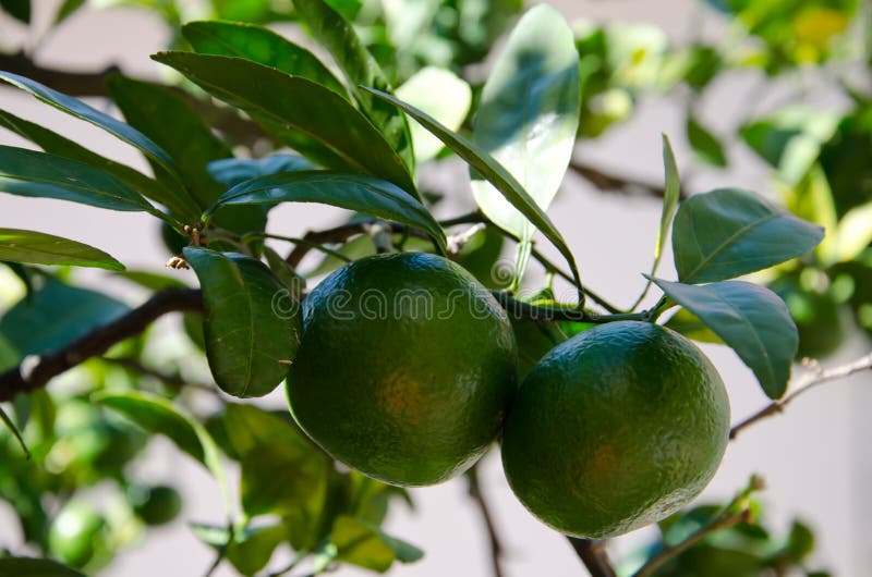 Green mandarin stock photo. Image of agriculture, sunlight - 88597694