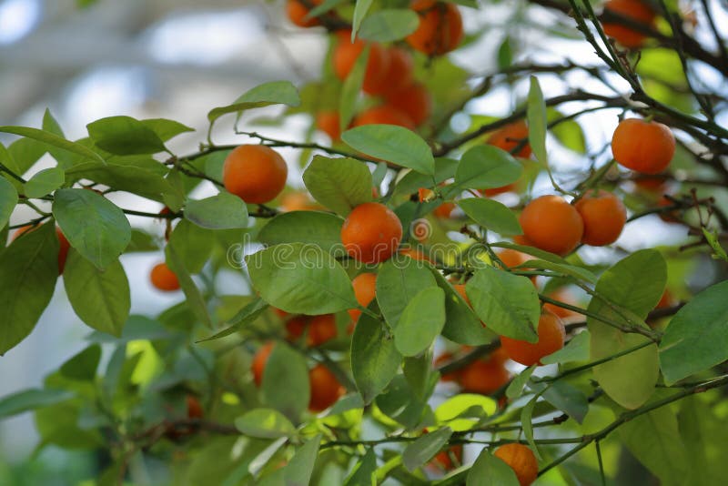 Green mandarin tree stock photo. Image of farm, branch - 144165028