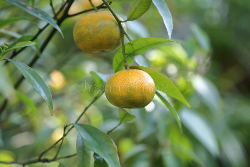 Green mandarin tree stock photo. Image of healthy, natural - 144165066