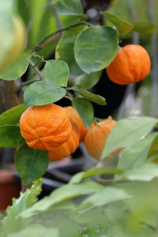 Green mandarin tree stock image. Image of outdoor, fruit - 144165109