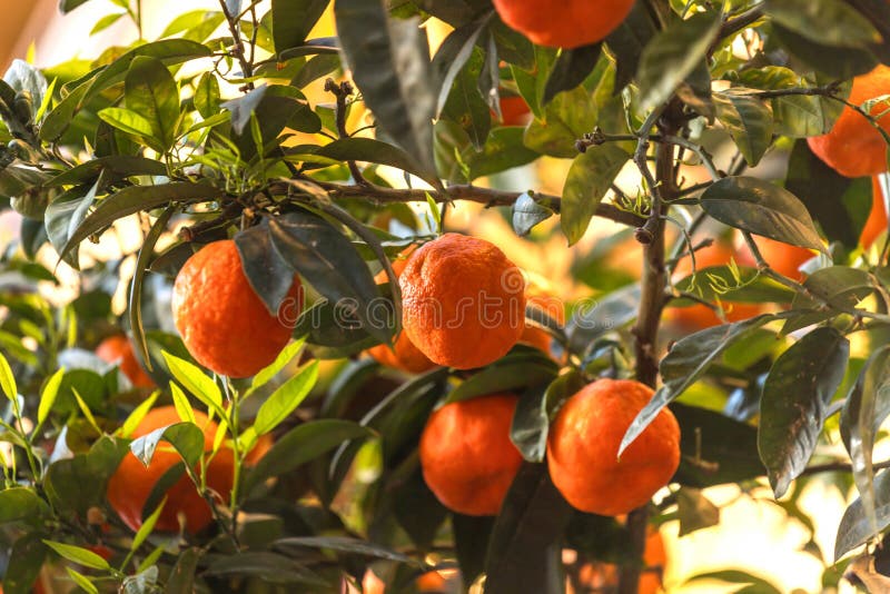 Green Mandarin Tree in the Sun Stock Photo - Image of exotic, healthy ...