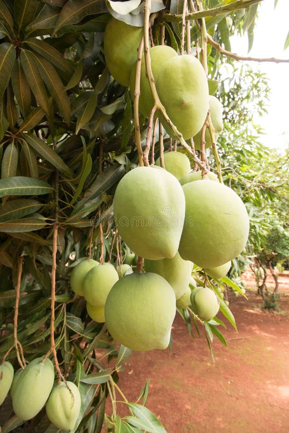 Green Mang`s Hanging on a Tree Stock Photo - Image of outdoor, branch ...