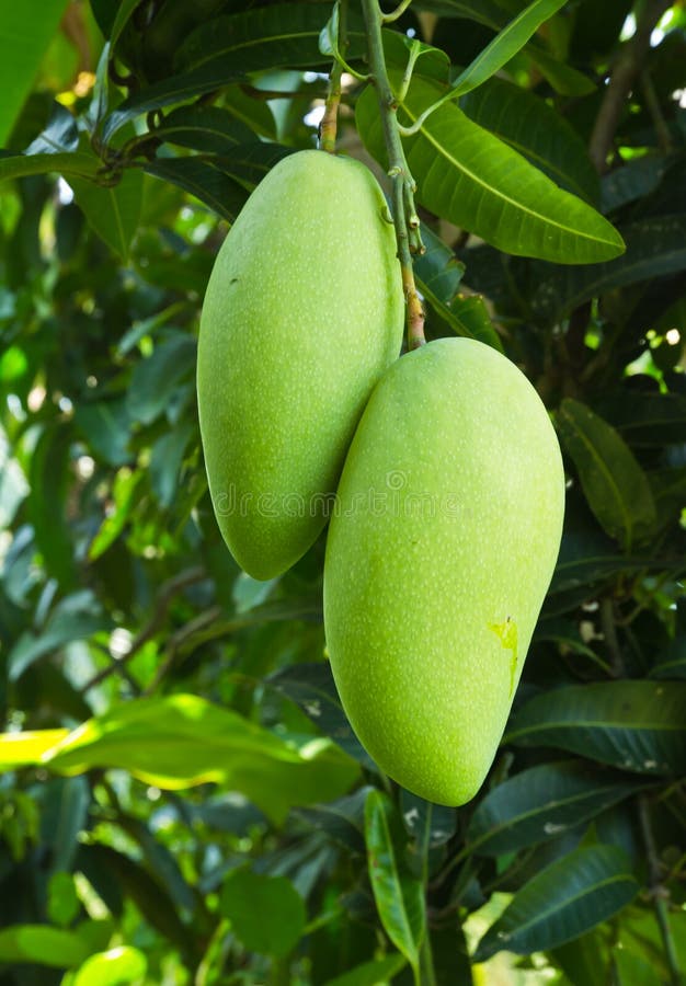 Green mango stock photo. Image of fruit, diet, tropical - 24729932