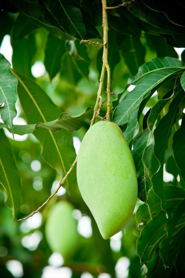 Green mango stock photo. Image of fruit, diet, tropical - 24729932