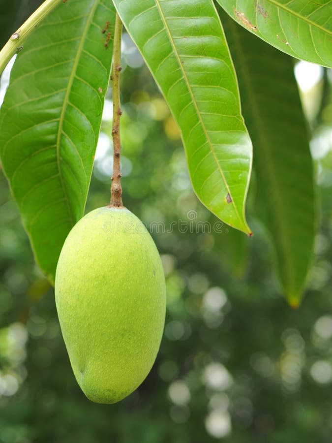 Green Mango on Blur Background. Stock Image - Image of fruit, bokeh ...