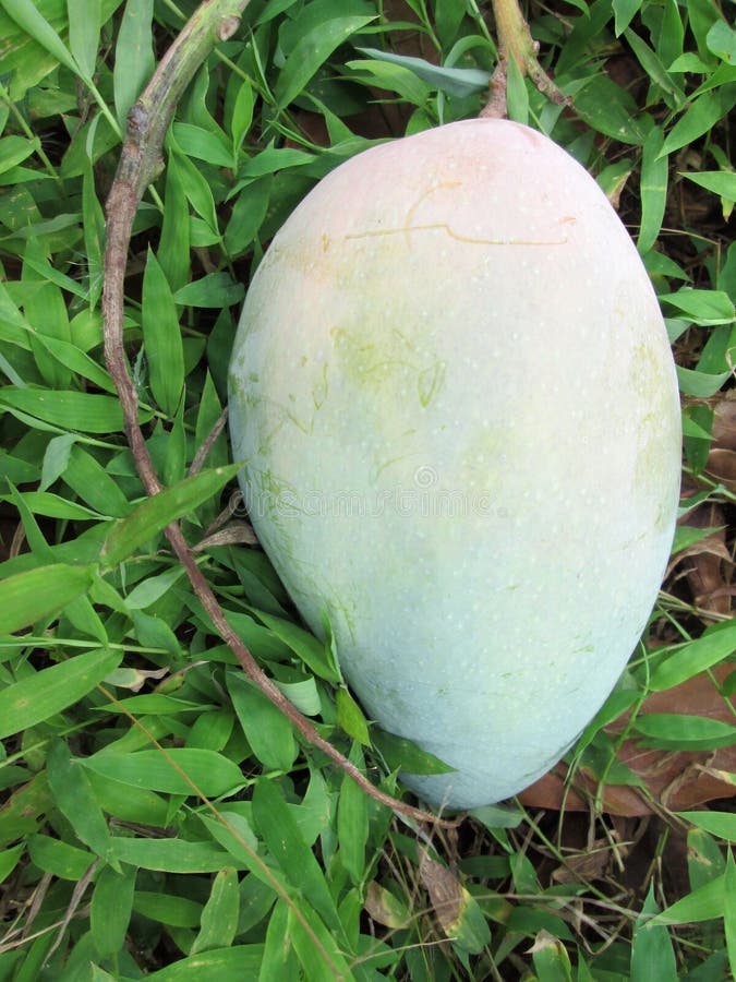 Green mango stock image. Image of nature, natural, asia - 41075643