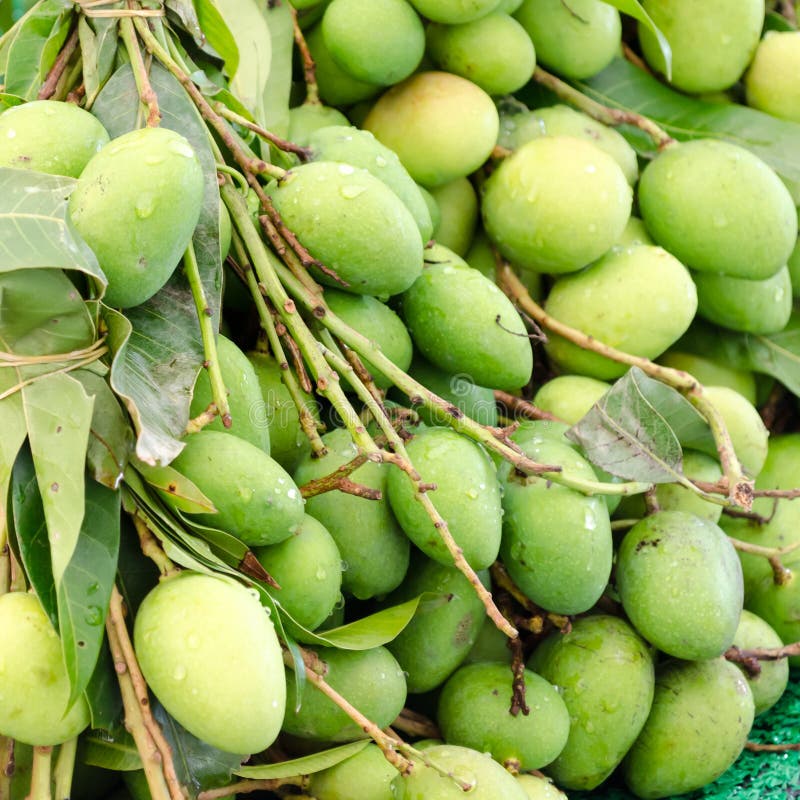 Green mango stock photo. Image of garden, organic, healthy - 85643968