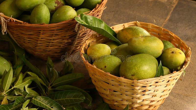 Green mango in the field stock video. Video of nature - 304036675