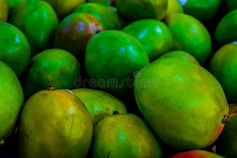 Green mango stock photo. Image of organic, ripe, nature - 74831544