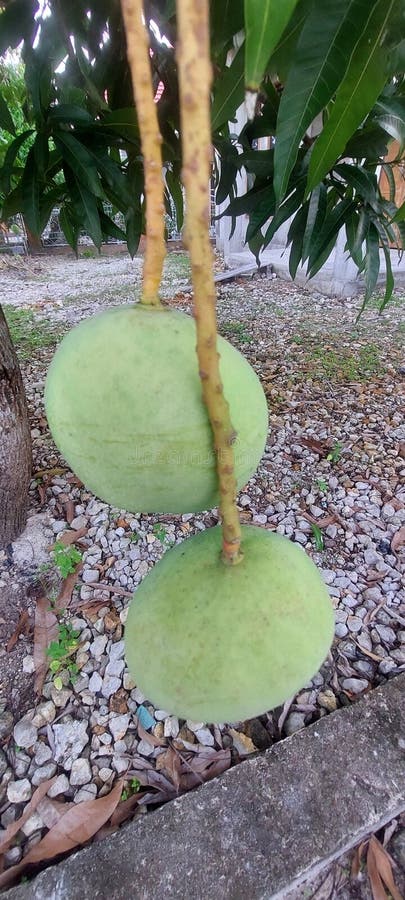 Nona Fruit Stock Photos - Free & Royalty-Free Stock Photos from Dreamstime