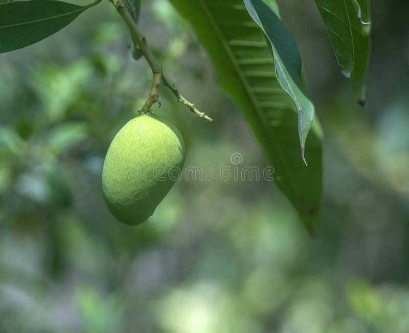 Mango fruit tree stock image. Image of fruits, fruit - 247326373