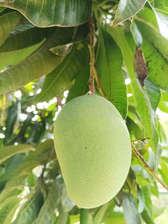 Alone fruit. stock image. Image of fresh, juice, black - 62736867