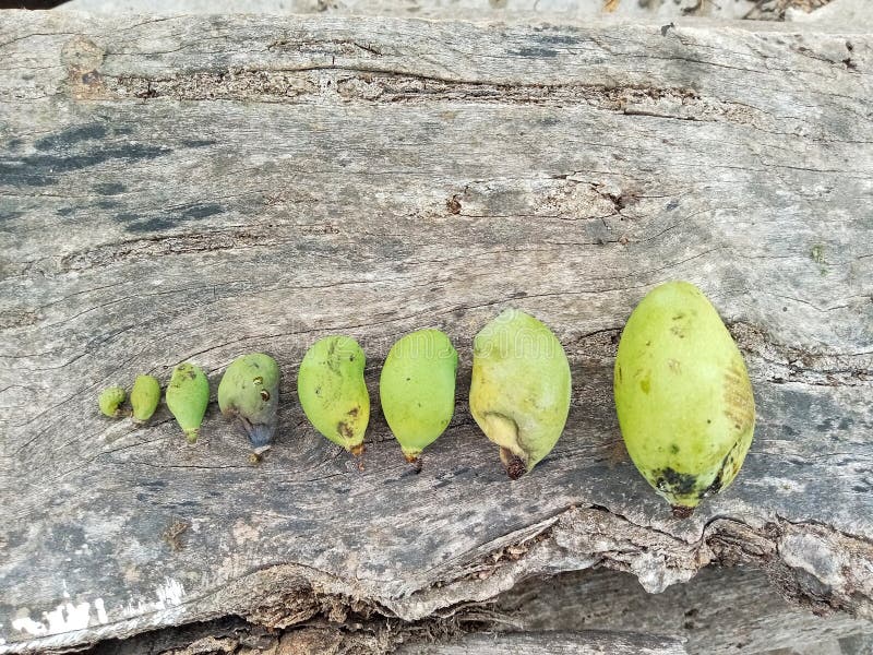 Green Mango Fruits in Sequence from Small To Large on an Old Light ...