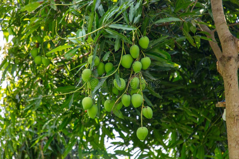 Green Mango Fruits on a Tree in the Tropics Stock Image - Image of ripe ...