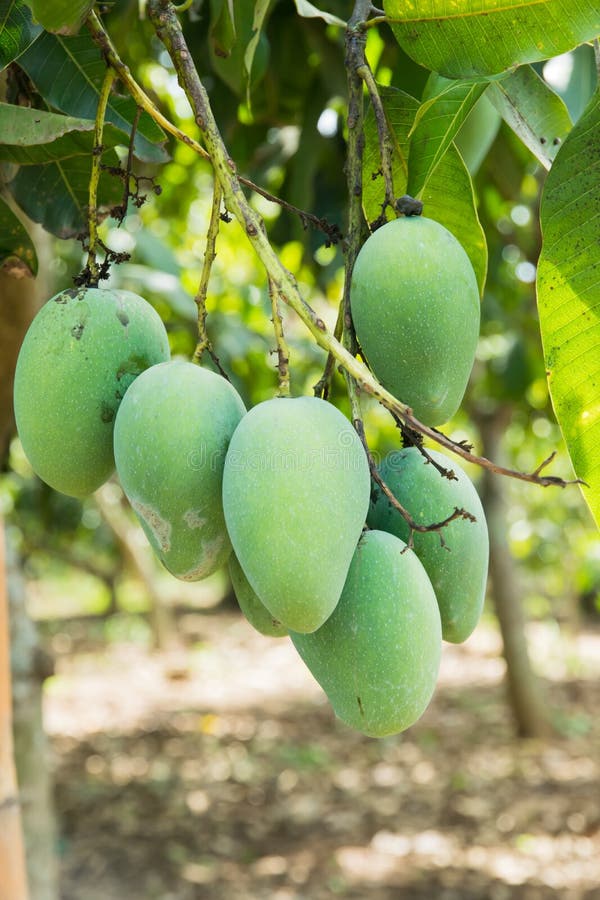 46,757 Green Mango Tropical Fruit Stock Photos - Free & Royalty-Free ...