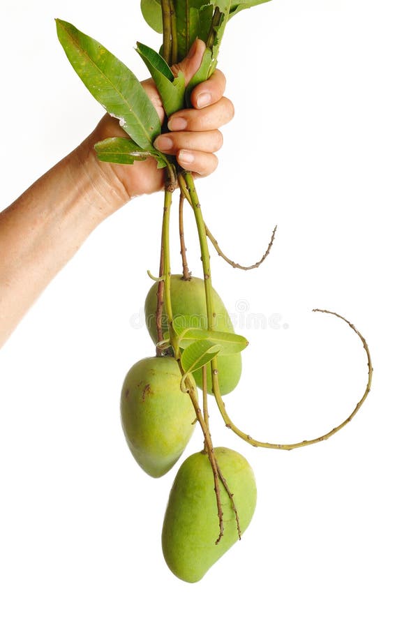 Green mango in hand stock image. Image of fruits, uncooked - 45088295