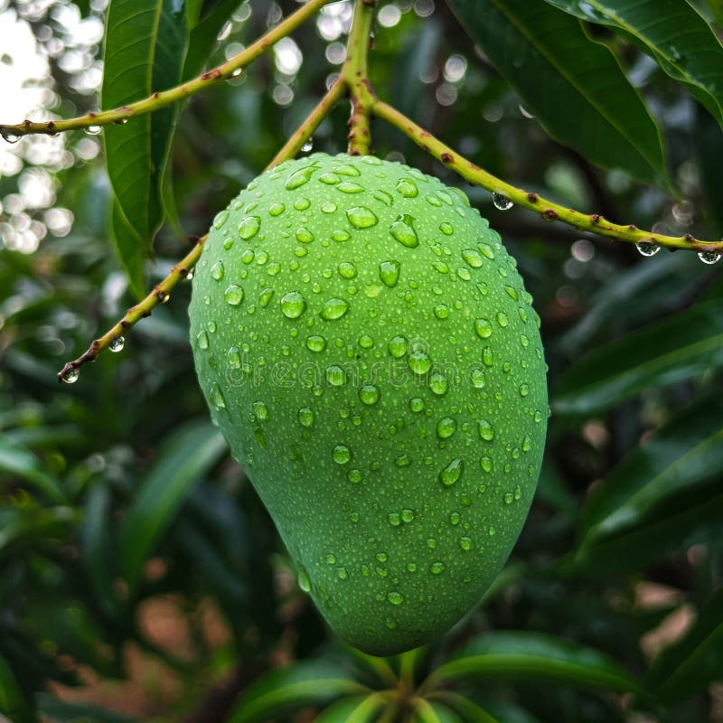Green Mango Hanging from a Branch, Covered in Raindrops. Fresh and Vibrant! Stock Photo - Image ...