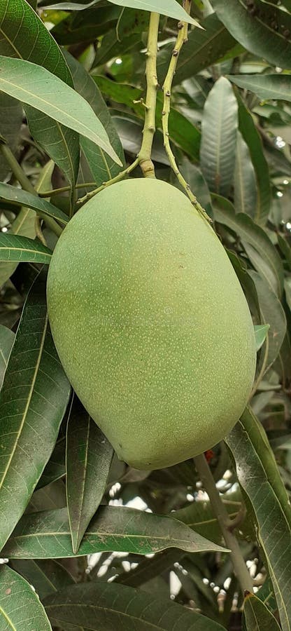 Green Mango Hanging on a Tree Branch Stock Photo - Image of agriculture ...