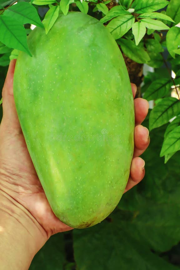 Green mango on human hand stock photo. Image of natural - 178129064
