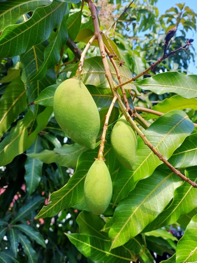 955 Indonesia Green Mango Stock Photos - Free & Royalty-Free Stock ...