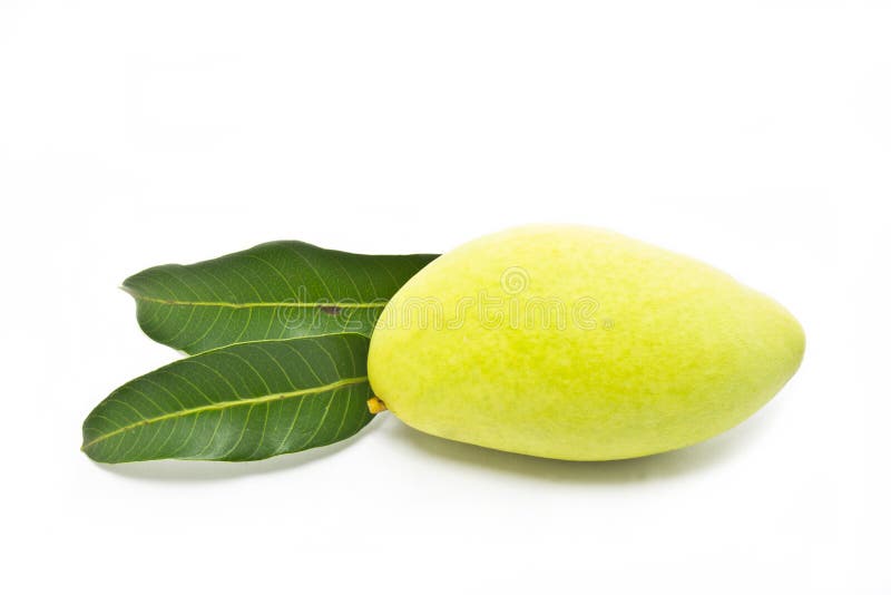 Green mango. stock image. Image of isolated, exotic, nature - 34235093