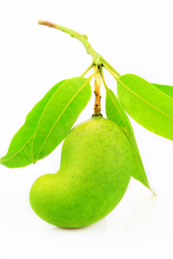 Green Mango Isolated on White Background, Popular or International ...