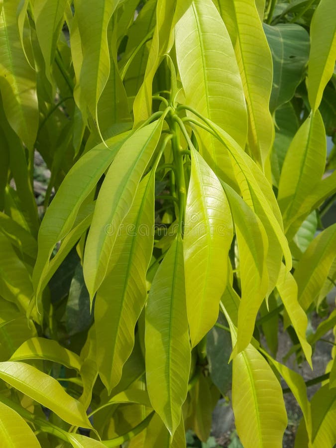 Mango leaves stock photo. Image of foliage, fresh, garden - 53558960