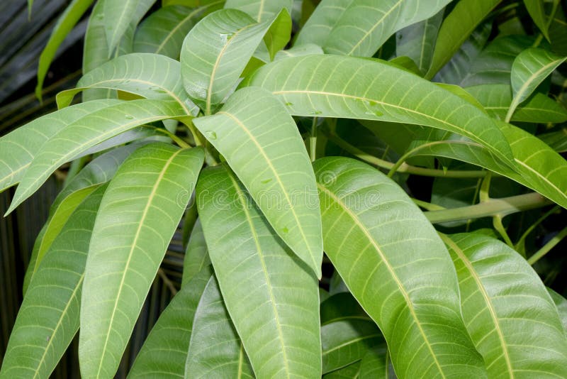 Green Mango Leaf Nature Abstract Background Stock Image - Image of ...