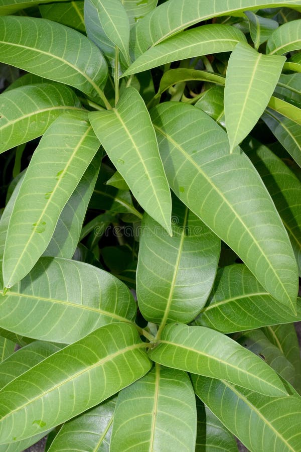 Green Mango Leaf Nature Abstract Background Stock Image - Image of ...