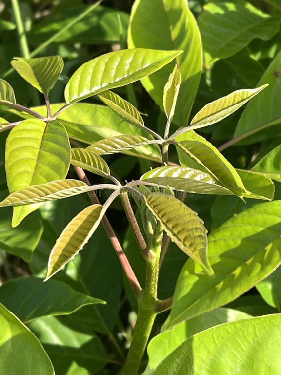 Green Mango Leaf Texture Background Stock Photo - Image of outdoor ...