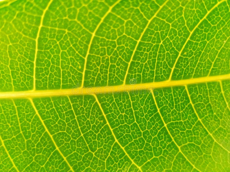 Green Mango Leaf Texture Detail Stock Image - Image of texture ...