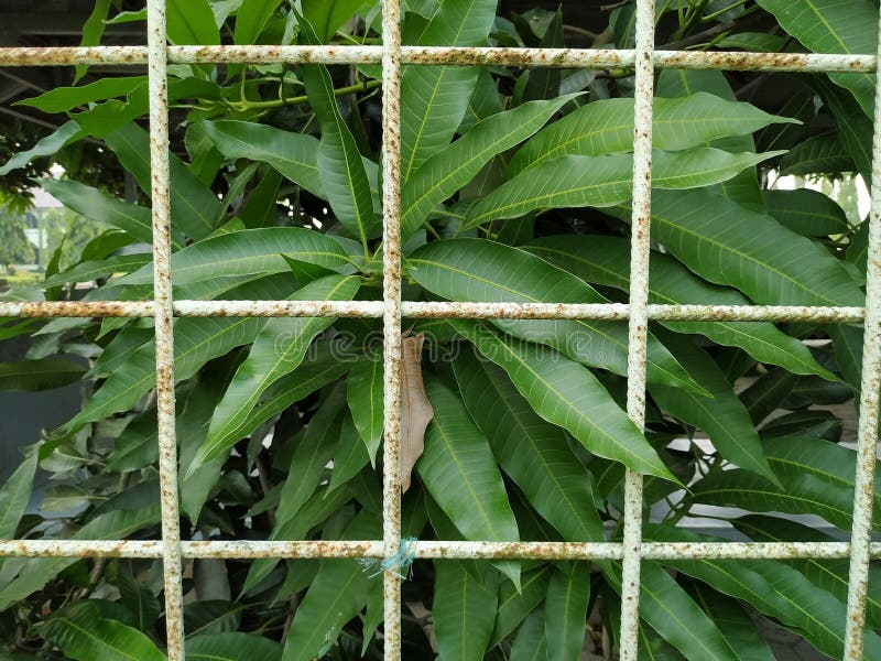 Green Mango Leaves with Iron Fence Frame Stock Image - Image of garden ...