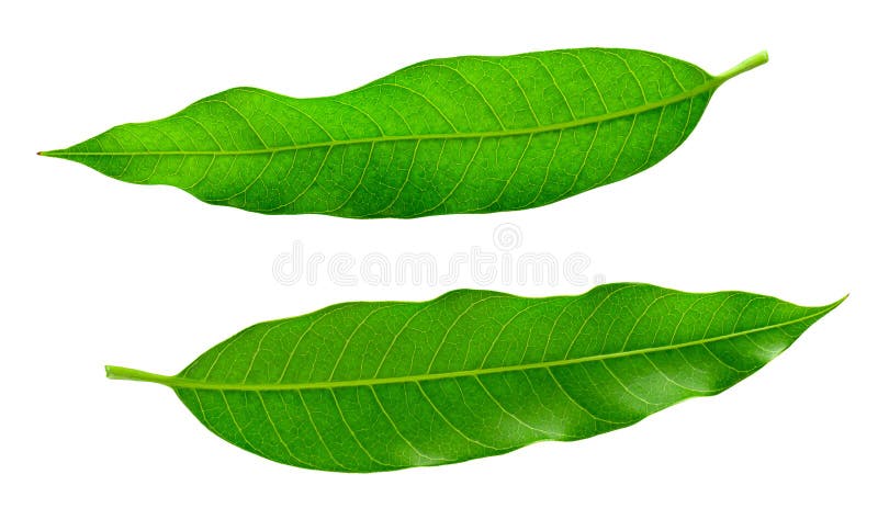 Green Mango Leaves Isolated on a White Background Stock Photo - Image ...