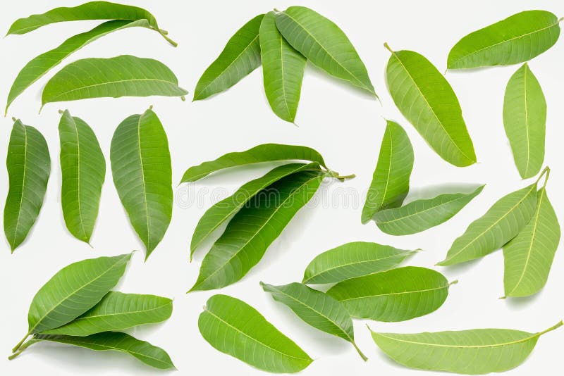 Green Mango Leaves on White Background and Texture. Stock Photo - Image ...