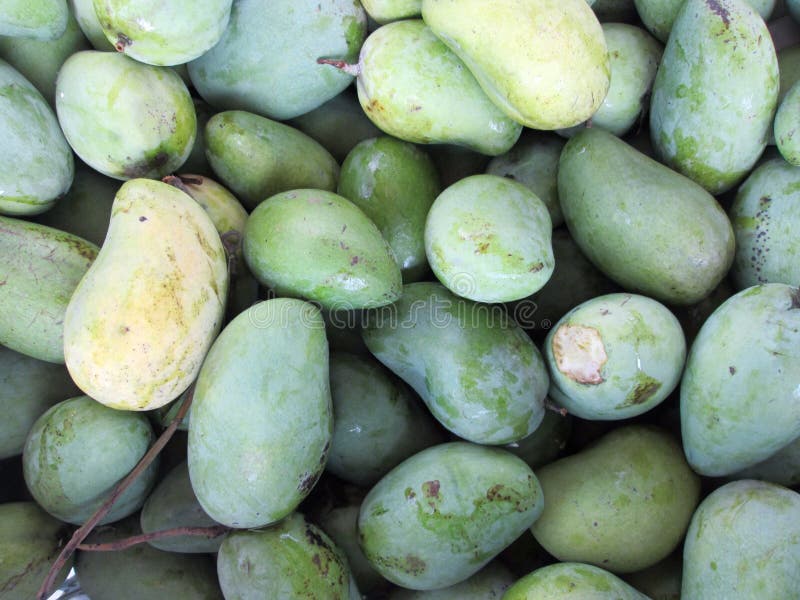 Green mango stock image. Image of season, diet, fruit - 41075597