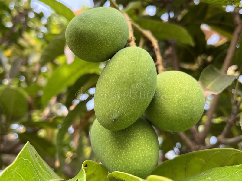 1,620 Evergreen Mango Stock Photos - Free & Royalty-Free Stock Photos ...