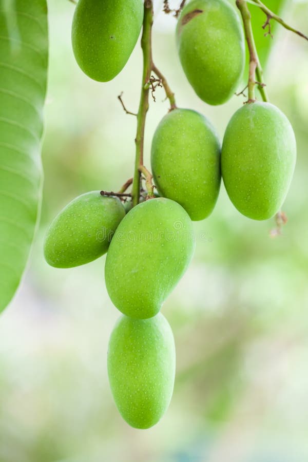 Green Mango stock photo. Image of organic, nature, mango - 39250234