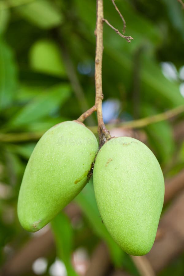 Green Mango stock photo. Image of fruit, branch, healthy - 39250524