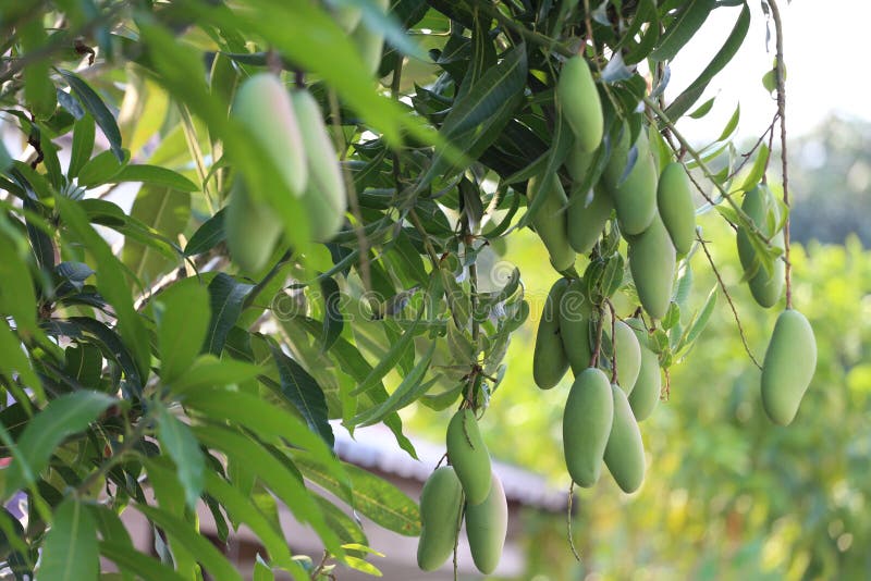 Green Mango that is Not yet Ripe Stock Image - Image of closeup, fruit ...