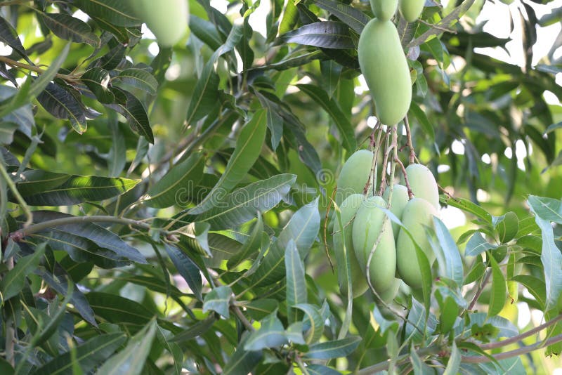 Green Mango that is Not yet Ripe Stock Photo - Image of nature, leaf ...