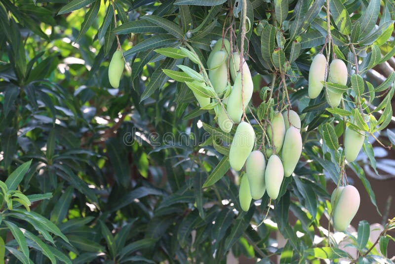 Green Mango that is Not yet Ripe Stock Image - Image of juicy, food ...