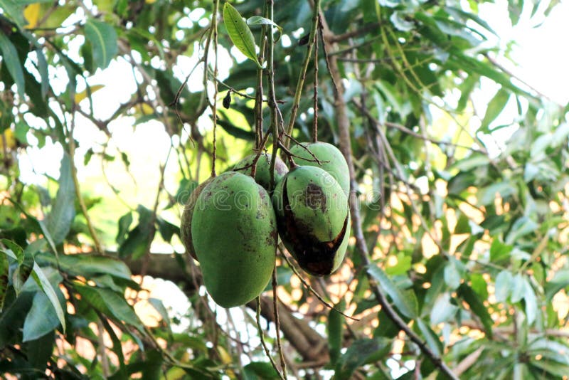 Green Mango Rotting on the Tree. Green Mango Stock Image - Image of ...