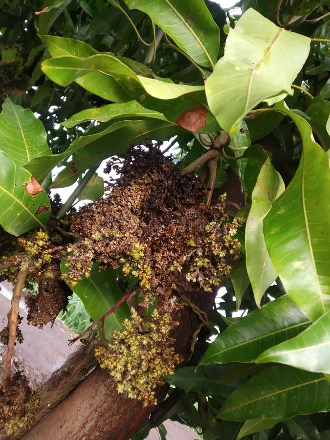 Green Mango Seal with Leaves Closeup Stock Image - Image of closeup ...