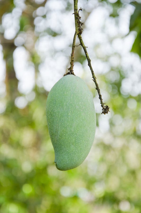 Green mango three stock image. Image of dessert, diet - 70935843