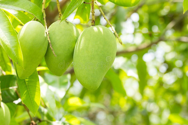 Green mango on tree stock photo. Image of organic, sweet - 254127946