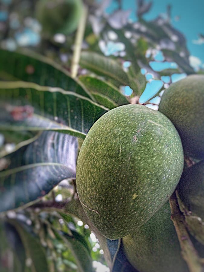 Green mango tree stock photo. Image of evergreen, flower - 259629530