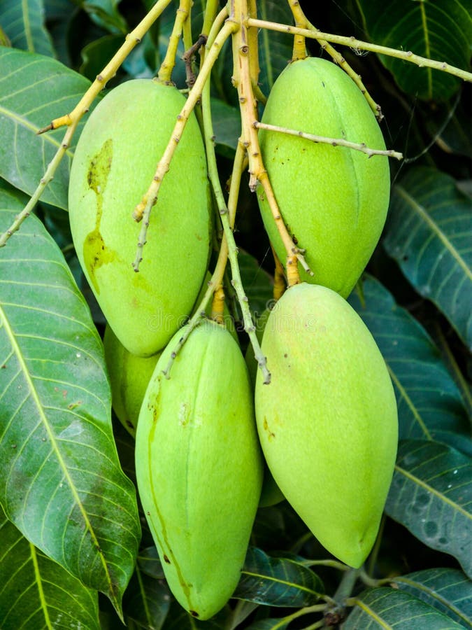 Green mango stock image. Image of mango, agriculture - 47494061