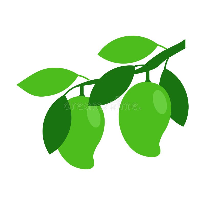 Green Mango and Pieces Vector Illustration Isolated on White Background ...